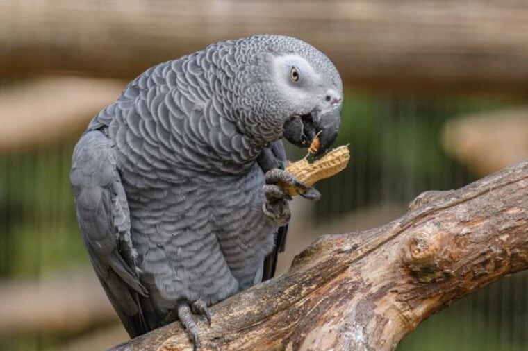 How Much Does an African Grey Parrot Cost? 2025 Price Guide | Hepper Pet Resources
