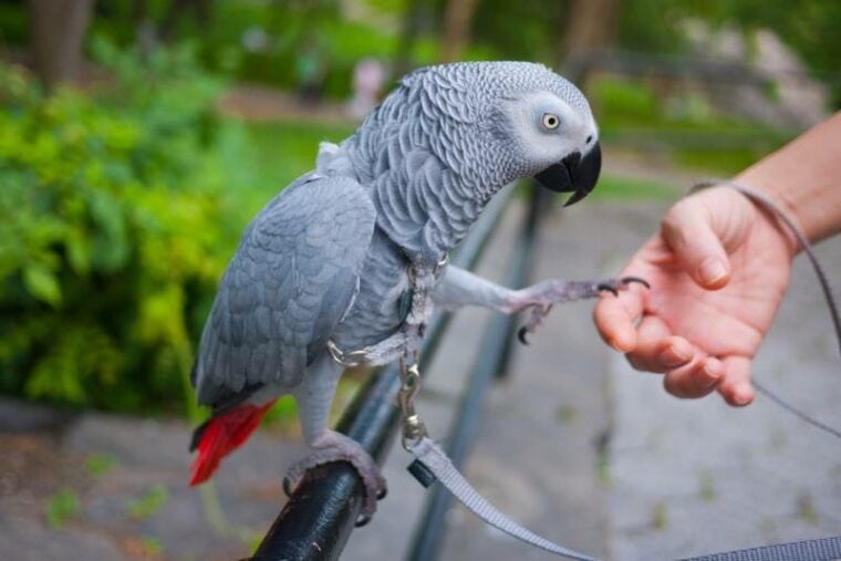 How Long Do Parrots Live: Average Lifespan, Data & Care | Hepper Pet ...