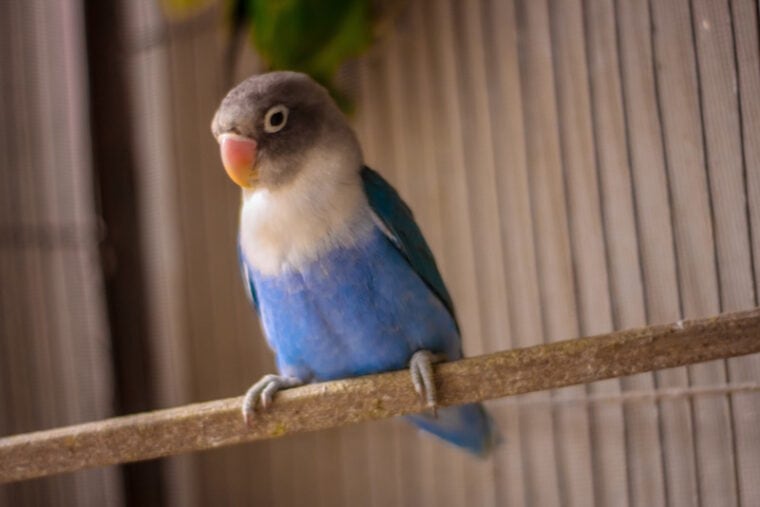 12 Small Parrot Breeds: Info, Pictures, Facts & History | Hepper Pet ...