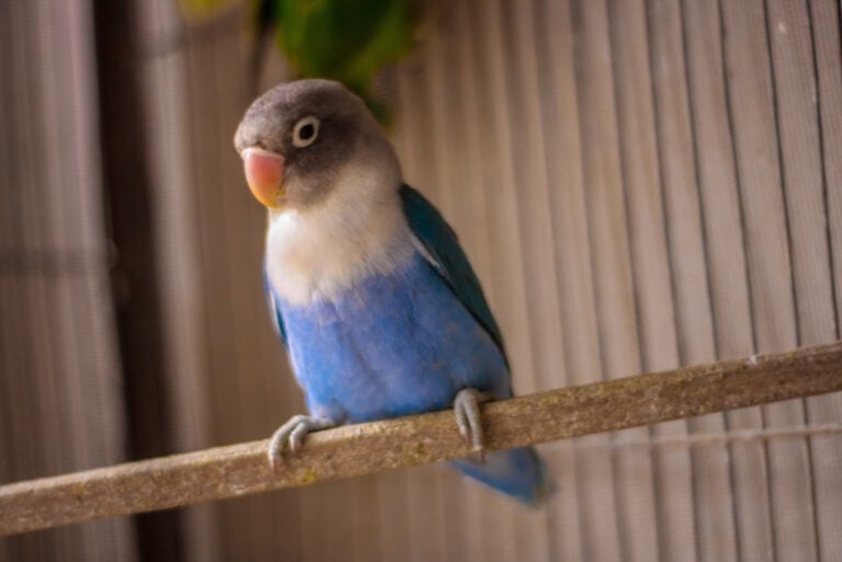 12 Small Parrot Breeds: Info, Pictures, Facts & History | Hepper Pet Resources