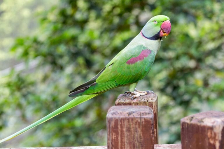 Alexandrine Parakeet: Pictures, Personality, Food & Care Guide | Hepper ...