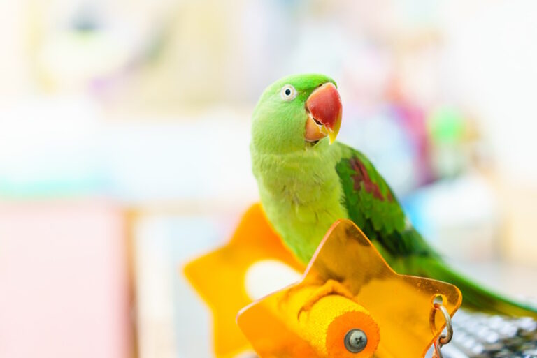 How to Take Care of a Parakeet: 11 Vet Approved Tips | Hepper Pet Resources