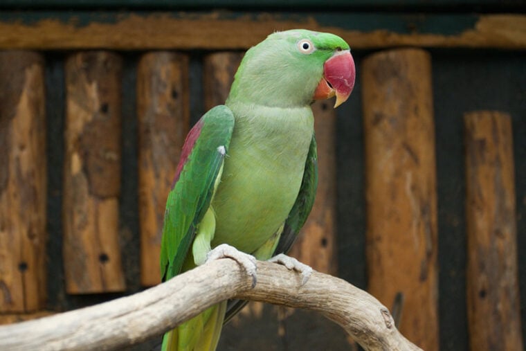 20 Types of Parakeets: Info, Pictures, Facts & History (Vet-Reviewed ...