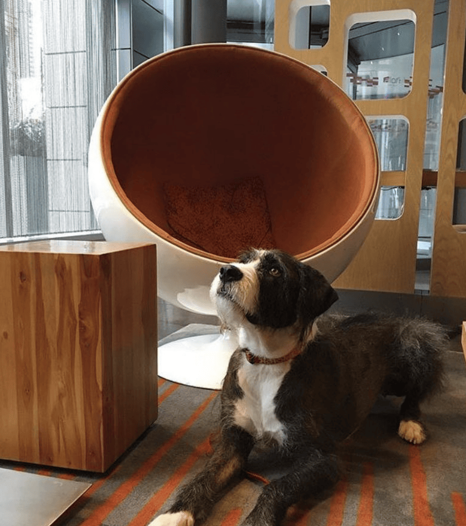 10 Pet-Friendly Hotels in Chicago (2026 Guide) | Hepper Pet Resources