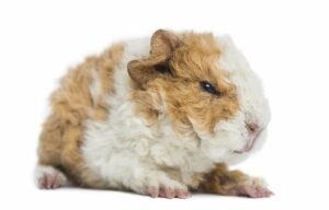 Lunkarya Guinea Pig: Pictures, Lifespan, Behavior & Care Guide | Hepper ...