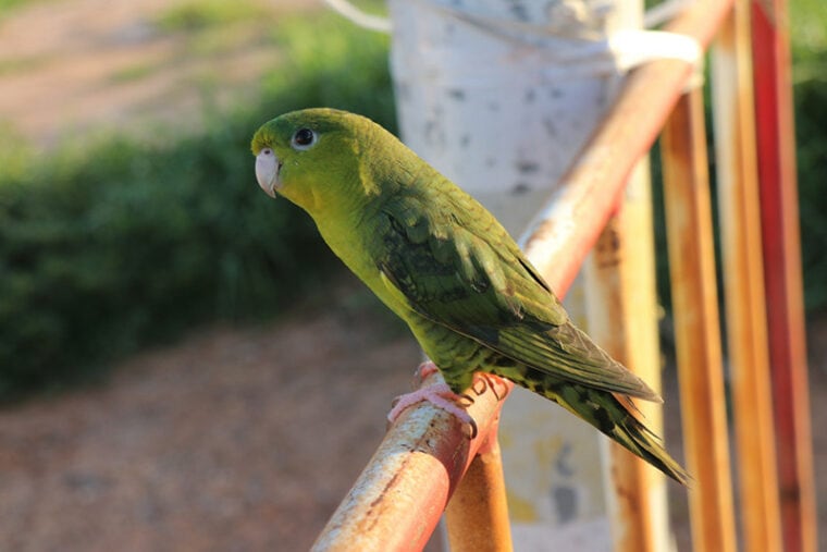 20 Types of Parakeets: Info, Pictures, Facts & History (Vet-Reviewed ...