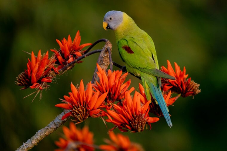 20 Types of Parakeets: Info, Pictures, Facts & History (Vet-Reviewed ...
