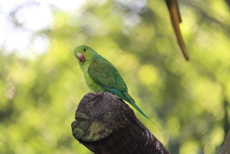 12 Small Parrot Breeds: Info, Pictures, Facts & History | Hepper Pet Resources