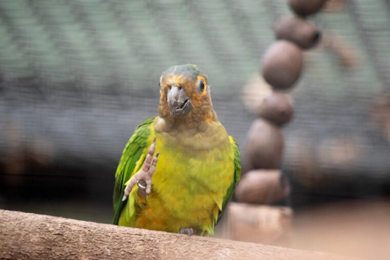 12 Small Parrot Breeds: Info, Pictures, Facts & History | Hepper Pet Resources
