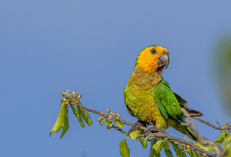 20 Types of Parakeets: Info, Pictures, Facts & History (Vet-Reviewed ...