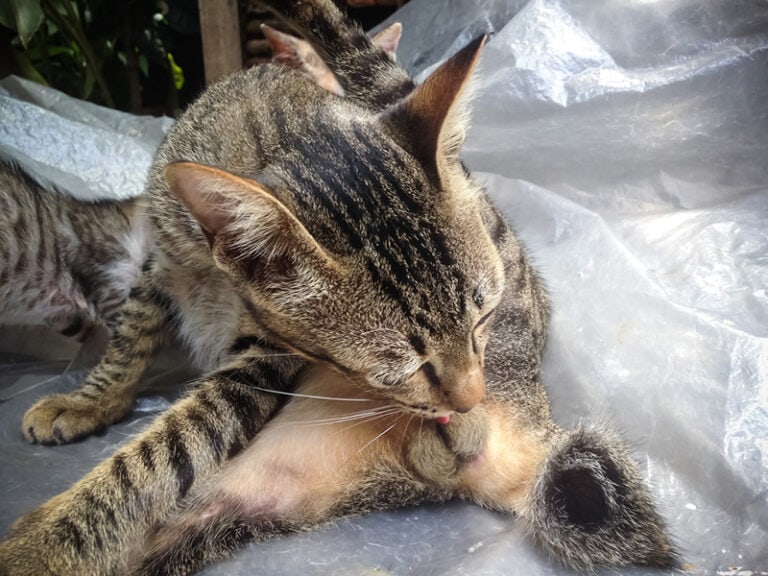 Why Do Cats Lick Each Other's Bums? 6 Possible Reasons | Hepper Pet ...
