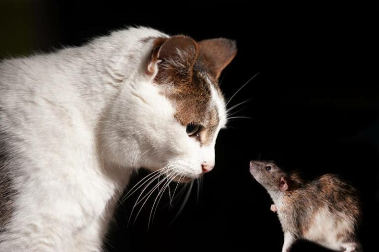 Is It Safe to Keep a Pet Rat and a Cat? Facts & Care Tips | Hepper Pet ...