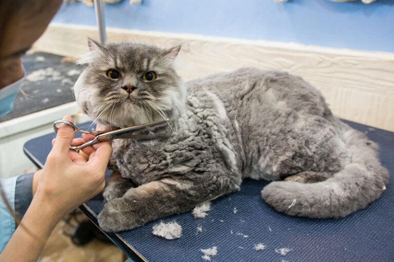 Why Does My Cat Keep Getting Poop Stuck to Their Bum? Vet-Reviewed ...