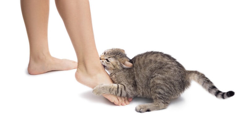 Why Does My Cat Bite My Ankles: 6 Vet-Reviewed Reasons | Hepper Pet ...