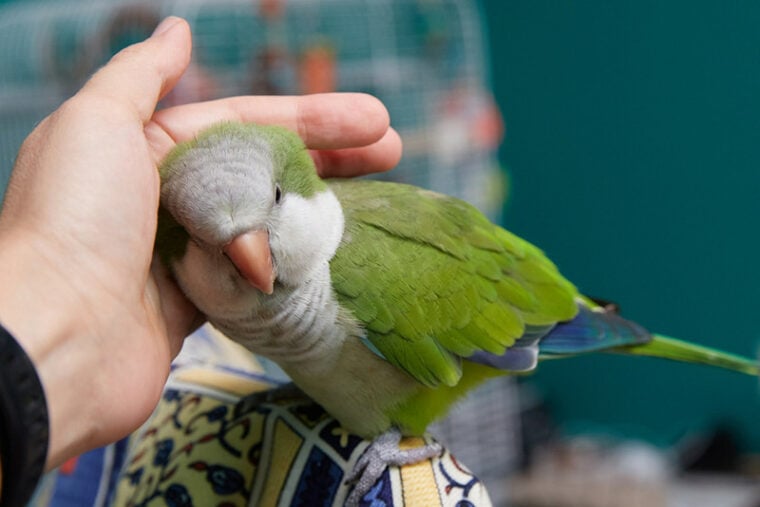 How to Train a Parakeet: 7 Tips & Tricks | Hepper Pet Resources