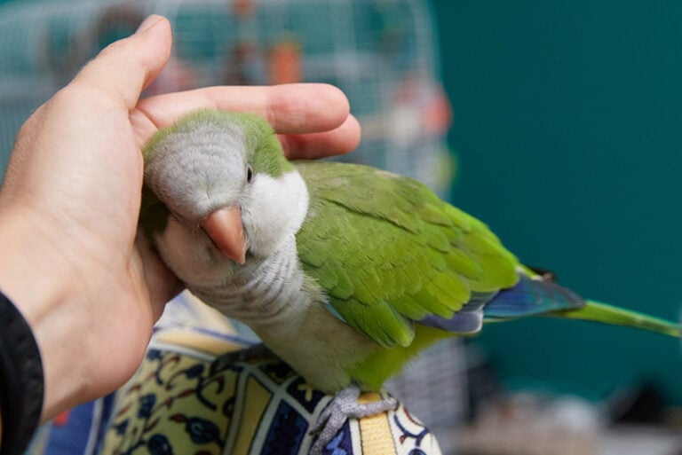 How Do Parakeets Sleep? Vet-Verified Facts & Explanation | Hepper Pet Resources