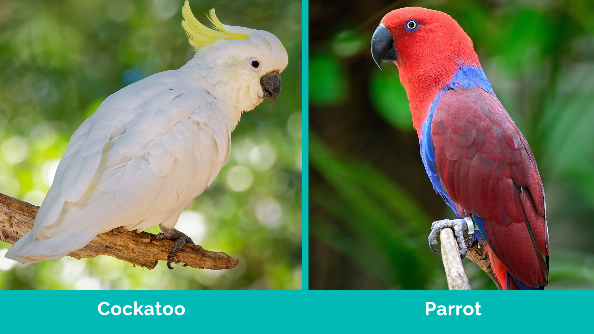 Cockatoo vs. Parrot: Main Differences (With Pictures) | Hepper Pet ...