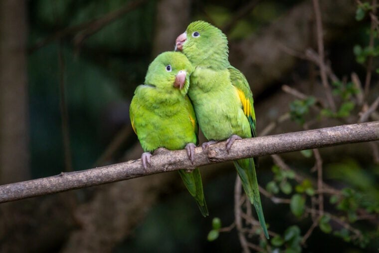 How to Breed Parakeets: Vet Approved Step-By-Step Guide | Hepper Pet ...