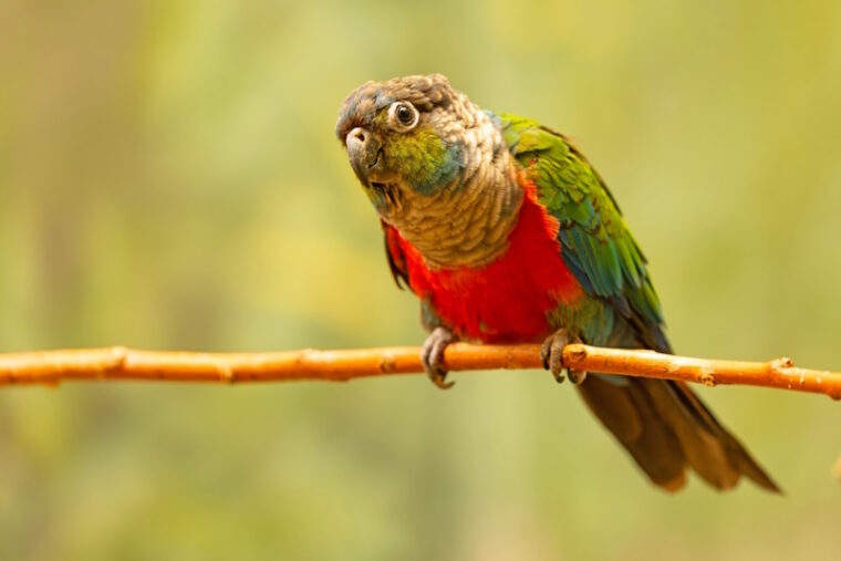 12 Small Parrot Breeds: Info, Pictures, Facts & History | Hepper Pet ...
