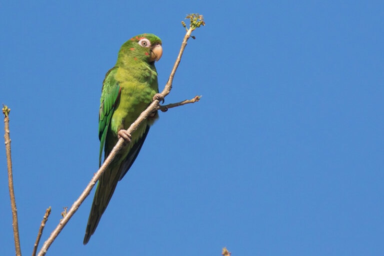 20 Types of Parakeets: Info, Pictures, Facts & History (Vet-Reviewed ...