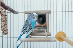 Blue Parakeet: Info, Pictures, Personality, Food & Care Guide (Vet ...