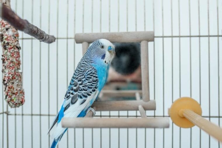 Blue Parakeet: Info, Pictures, Personality, Food & Care Guide (Vet ...