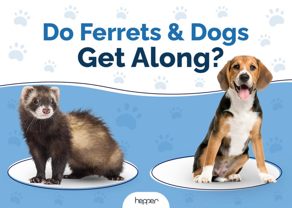 Do Ferrets and Dogs Get Along? Important Info for Owners | Hepper Pet ...