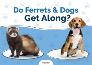 Do Ferrets and Dogs Get Along? Important Info for Owners | Hepper Pet ...