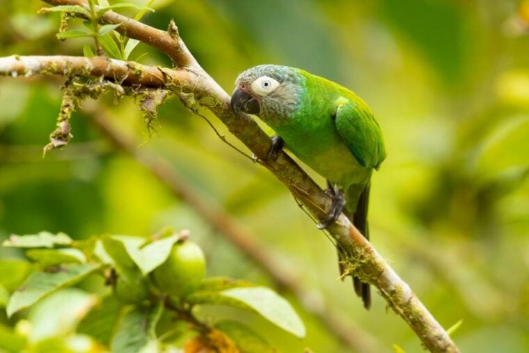 16 Types of Conure Parrots: Info, Pictures, Facts & History | Hepper ...