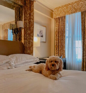 10 Pet Friendly Hotels in Boston, MA (2026 Guide) | Hepper Pet Resources
