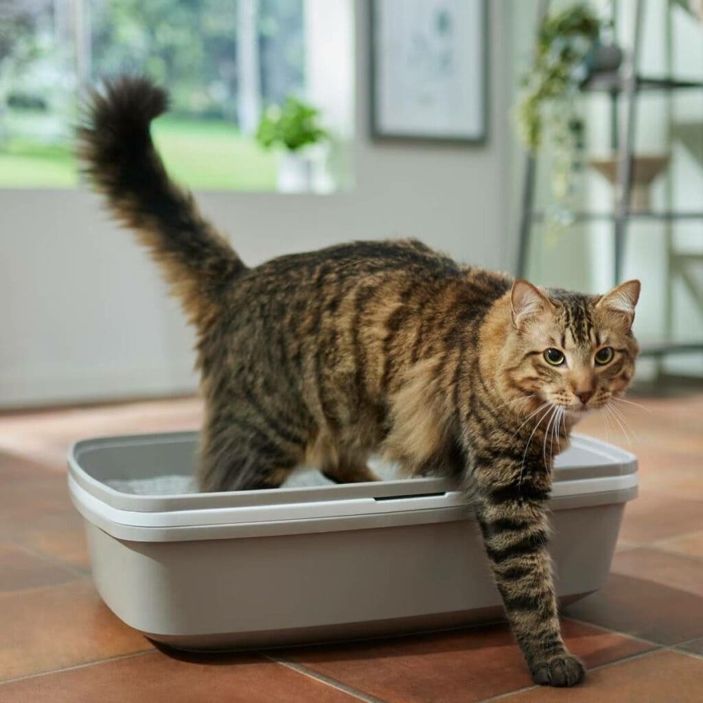 6 Best Sifting Litter Boxes – 2026 Reviews & Top Picks | Hepper Pet ...