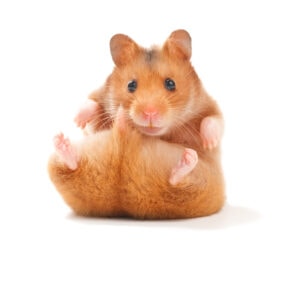 Do Hamsters Fart? Vet-Verified Digestive Facts & FAQ | Hepper Pet Resources