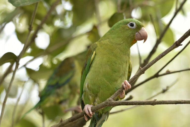 20 Types of Parakeets: Info, Pictures, Facts & History (Vet-Reviewed ...
