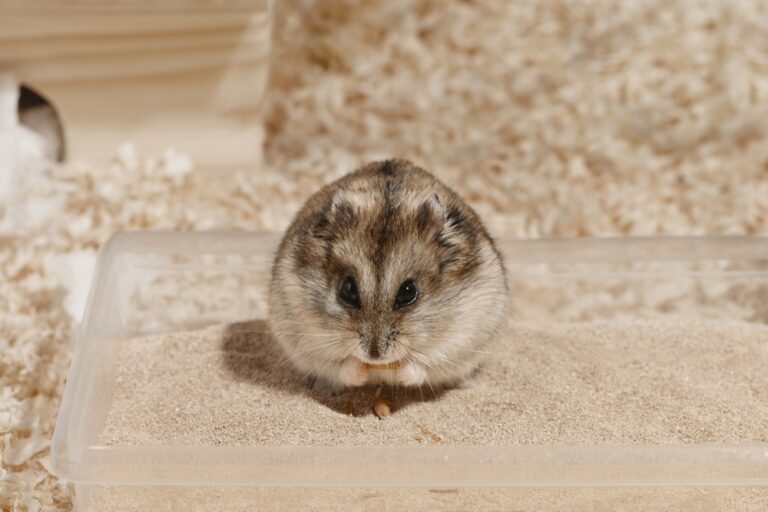5 Types of Hamsters Kept as Pets: Info, Pictures, History & Vet ...