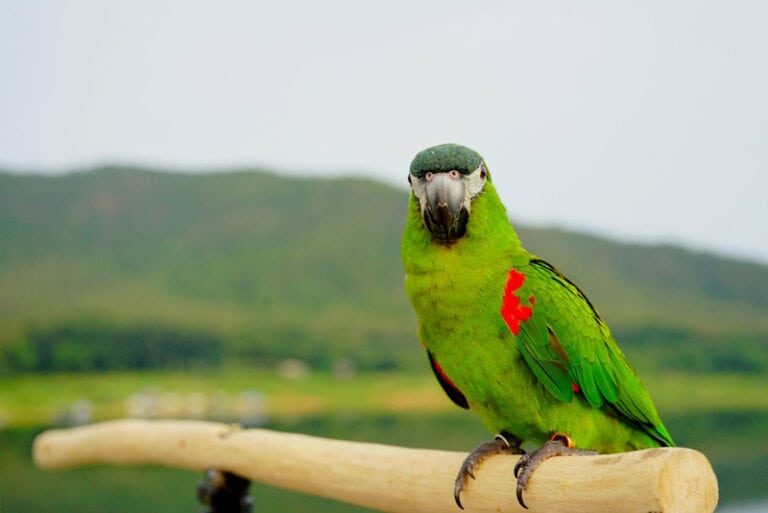 12 Small Parrot Breeds: Info, Pictures, Facts & History | Hepper Pet Resources