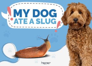 My Dog Ate a Slug: Here's What to Do (Vet-Approved Advice) | Hepper Pet ...