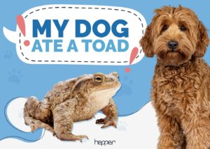 My Dog Ate a Toad! Our Vet Explains What to Do | Hepper Pet Resources