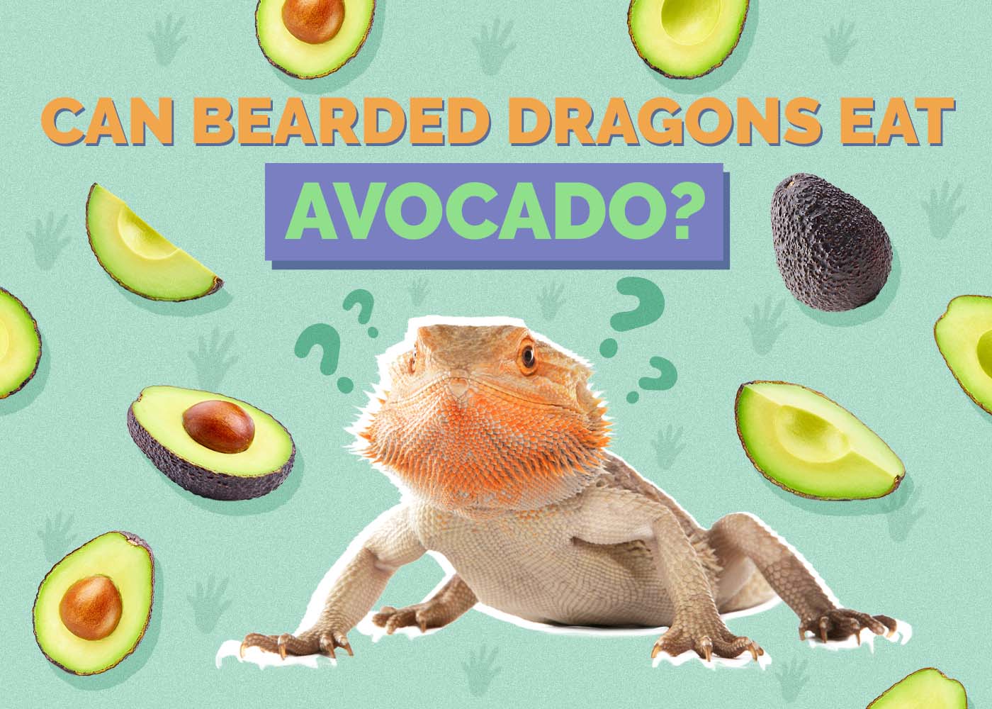 How to Bathe a Bearded Dragon: 9 Vet-Approved Steps | Hepper Pet Resources