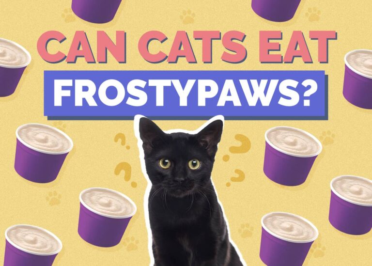 Can Cats Eat Cream Cheese? Vet-Reviewed Facts & FAQ | Hepper Pet Resources