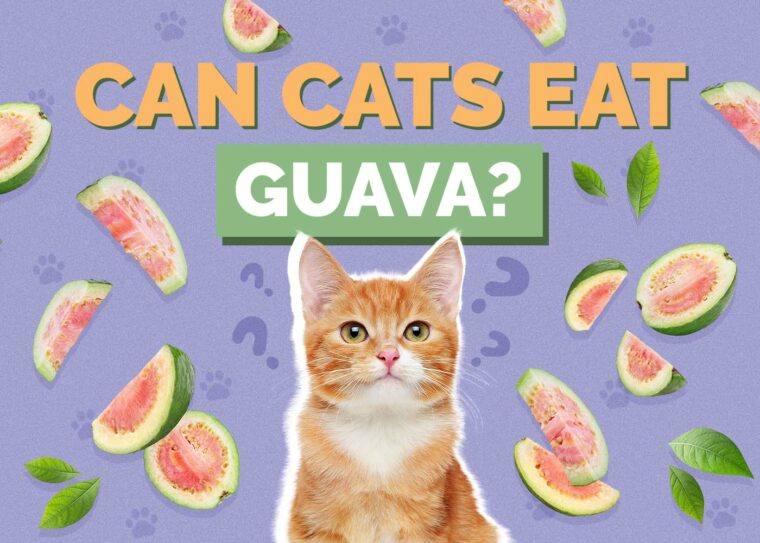 Can Cats Eat Mango? Vet Approved Facts & FAQ | Hepper Pet Resources
