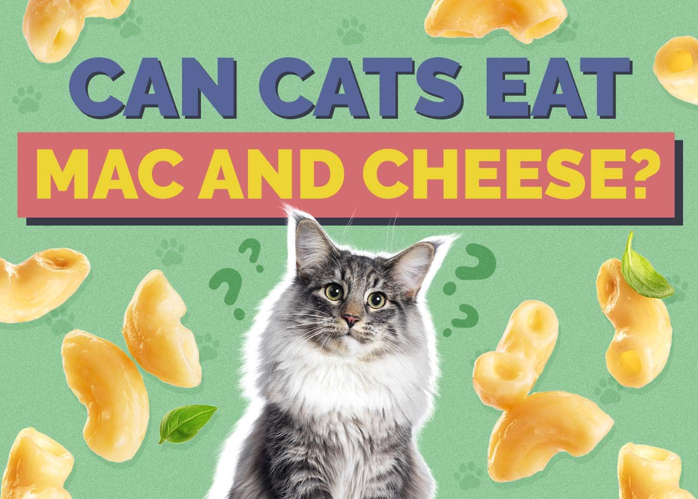Can Cats Eat Butter? Vet-Reviewed Facts and FAQ | Hepper Pet Resources