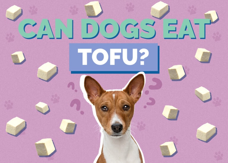 Can Dogs Eat Tofu? Vet-Reviewed Facts & FAQ | Hepper Pet Resources