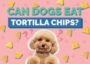 Can Dogs Eat Tortilla Chips? Vet Reviewed Risks & Safety Guide | Hepper ...