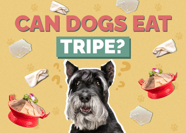 Can Dogs Eat Tripe? Vet Reviewed Facts and FAQ | Hepper Pet Resources