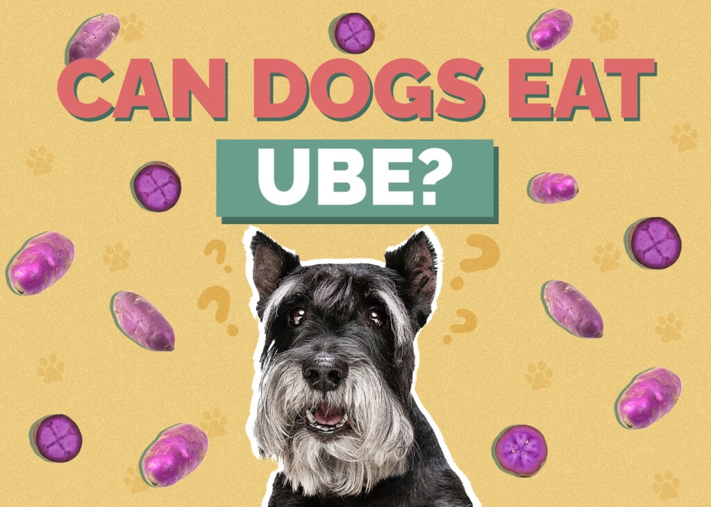 Can Dogs Eat Ube (Purple Yam)? Vet-Approved Facts | Hepper Pet Resources