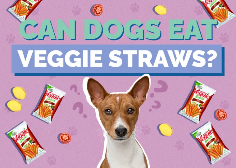Can Dogs Eat Hash Browns? Vet Approved Fact & FAQs | Hepper Pet Resources