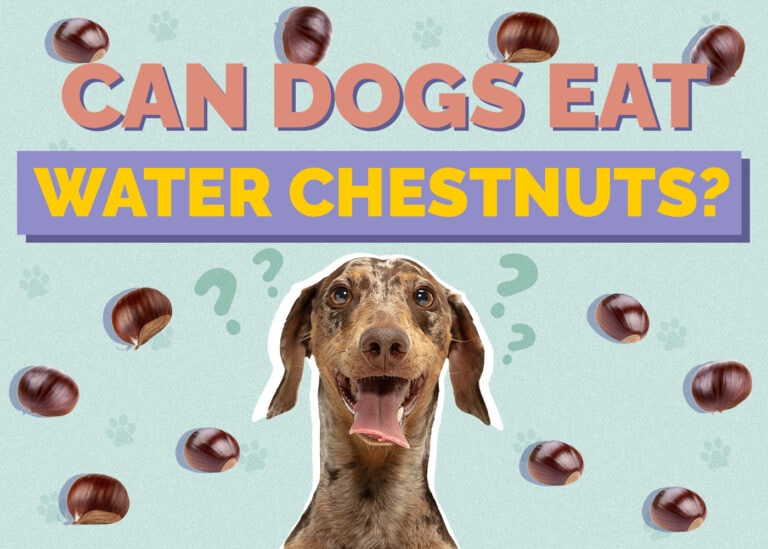 Can Dogs Eat Water Chestnuts? Vet-Approved Facts & Tips | Hepper Pet ...