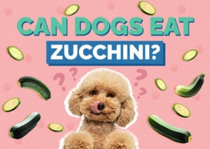 Can Dogs Eat Zucchinis? Vet Approved Tips & FAQs | Hepper Pet Resources