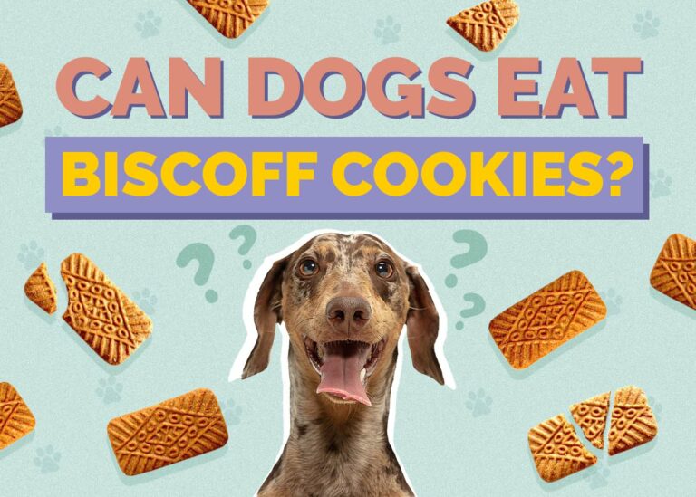 Can Dogs Eat Biscoff Cookies? Vet-Reviewed Concerns & Alternatives ...