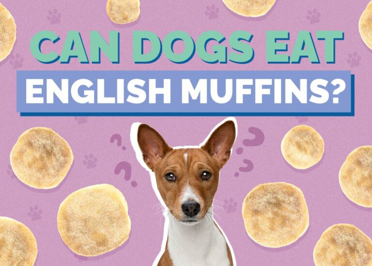 Can Dogs Eat Cassava? Vet Approved Facts & Nutrition Guide | Hepper Pet ...